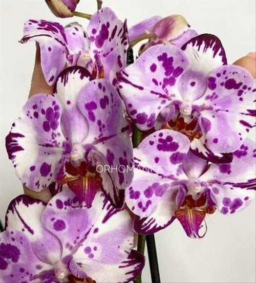 Орхидея фаленопсис Мэджик Арт