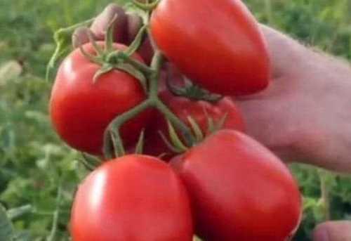 Семена томатов Галилея f1 10шт