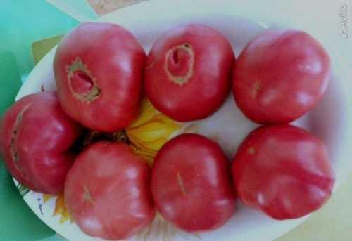 Семена розовых помидор старинный сорт из Кубани
