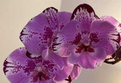 Орхидея биглип Naomi цветущая