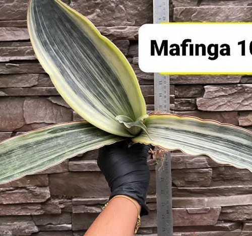 Sansevieria Mafinga Dragon 10 km white, 10 км