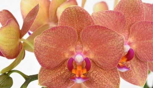 Орхидея фаленопсис азиатский подросток