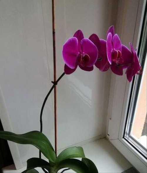 Продаю орхидею фаленопсис, на данный момент цветет