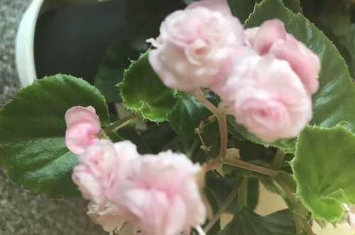 Бегония вечноцветущая розовая розочками