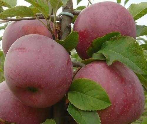 Саженцы яблони флорина