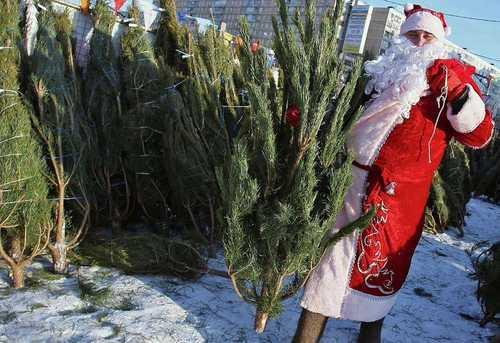 Ель/сосна с доставкой