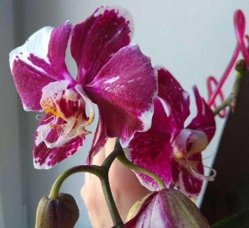 Орхидея фаленопсис Каменная роза