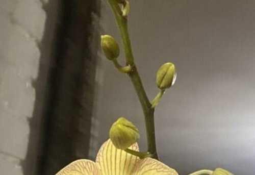 Орхидея фаленопсис Torino
