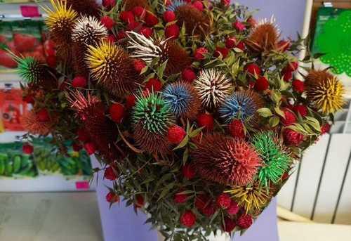Сухоцветы на Ветлужанке из Абхазии колючие