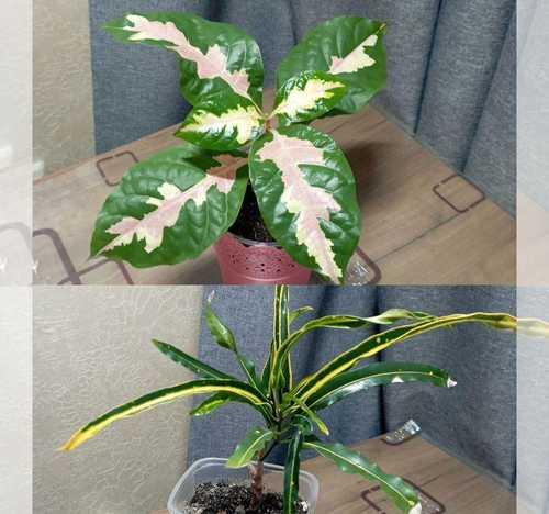 Комнатные растения цветы