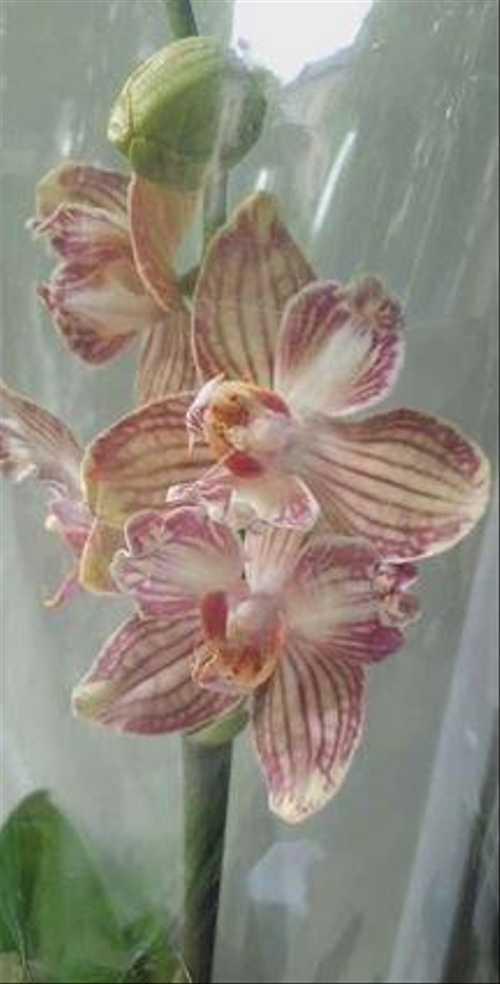 Орхидея Торино бантик