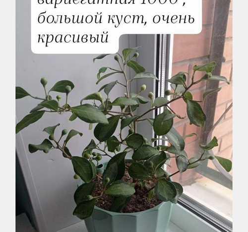 Фикус диверсифолия вариегатная