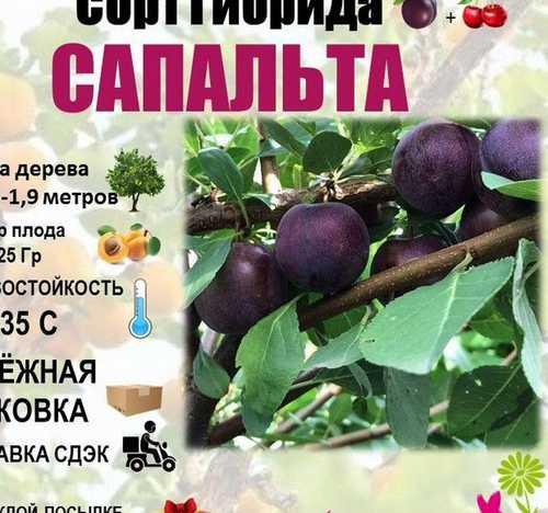 Гибрид Сливы и Вишни "Сапальта"