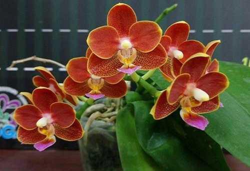 Орхидея Phal. Yaphon Perfume 'coffee red'
