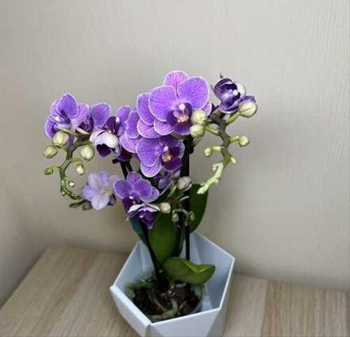 Орхидея Вайлет квин