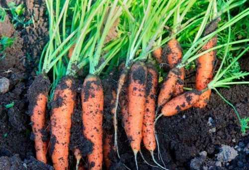 Морковь домашняя новый урожай