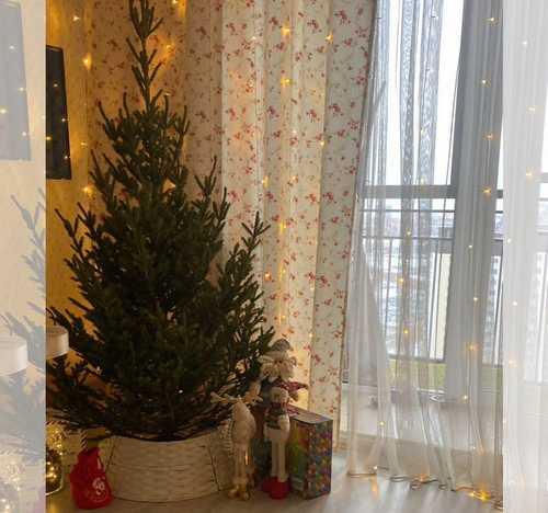 Елка новогодняя живая