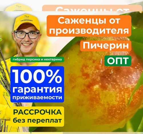 Саженцы пичерин оптом