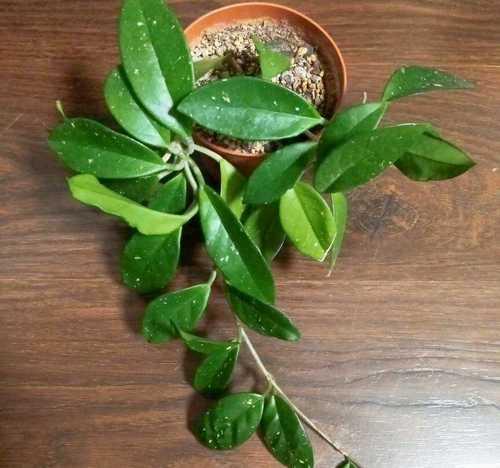 Хойя карноза