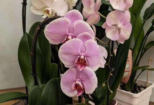 Орхидея каскадная Нежность