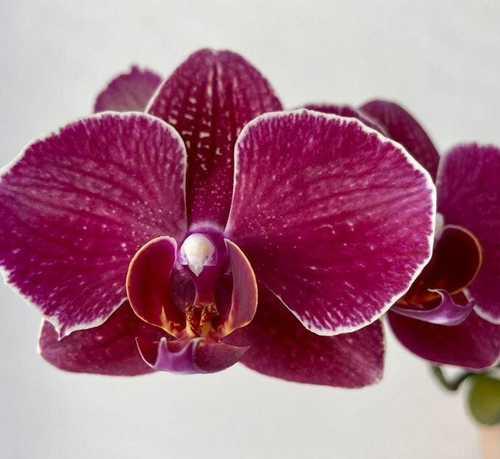 Орхидея фаленопсис Cherry Bomb