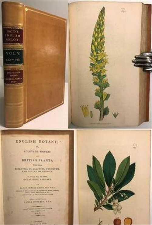 Антикварная книга 1796 Английская ботаника sowerby