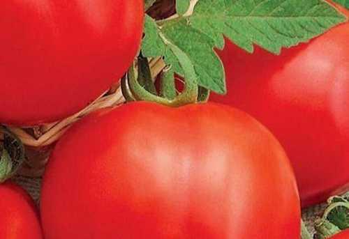 Рассада помидоров (томатов)