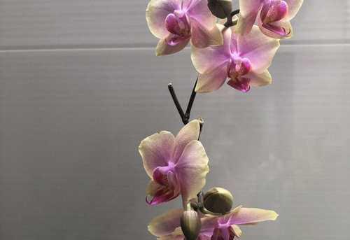 Орхидея голландская, мультифлора