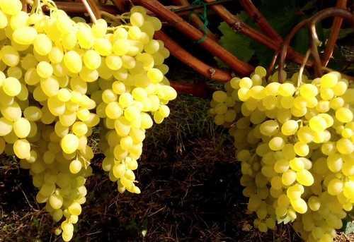 Виноград вегетирующие саженцы