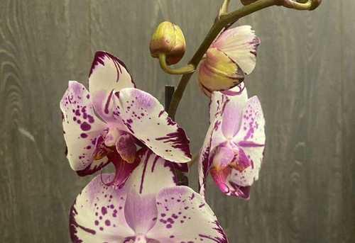 Орхидея фаленопсис фален мэджик