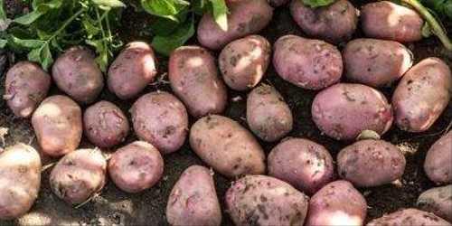 Картофель семена и едовой Не проросший Без ростков