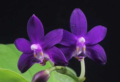 Орхидея фаленопсис Violacea indigo sibling