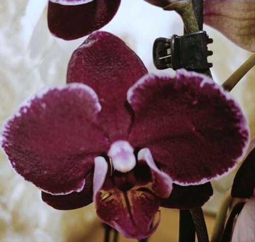 Орхидея фаленопсис тёмная цветущая