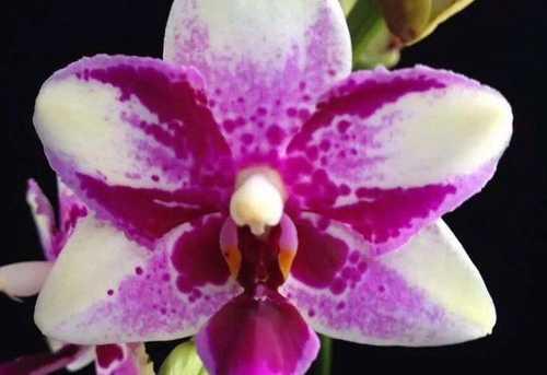 Орхидея Summer Love