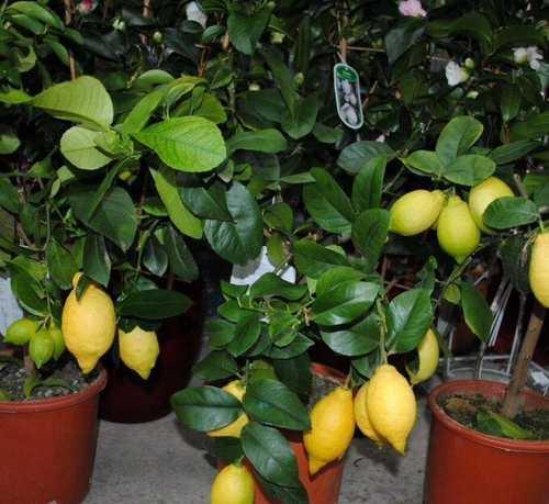 Лимонные саженцы разных сортов /плодоносящие