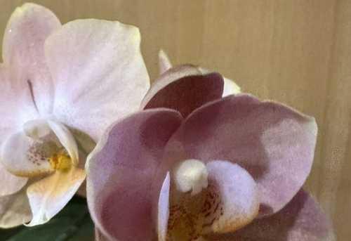 Орхидея фаленопсис Mocachino от NCK