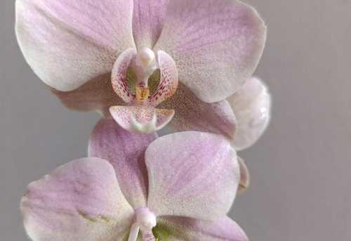 Орхидея фаленопсис сорт Тревизо
