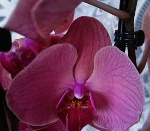 Орхидея фаленопсис цветущая, здоровье на 5+ h 70см