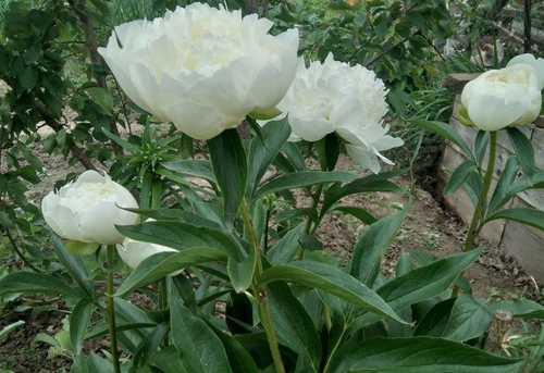 Пионы Дюшес де Немур