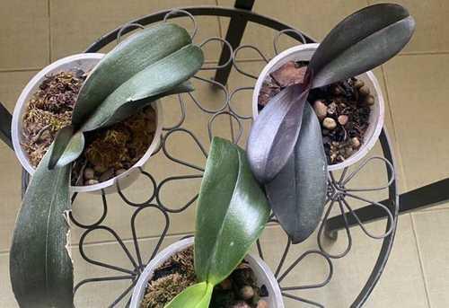 Мини Орхидея фаленопсис