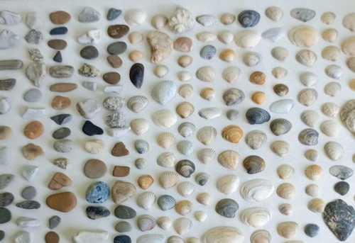 Морские ракушки и камни - набор
