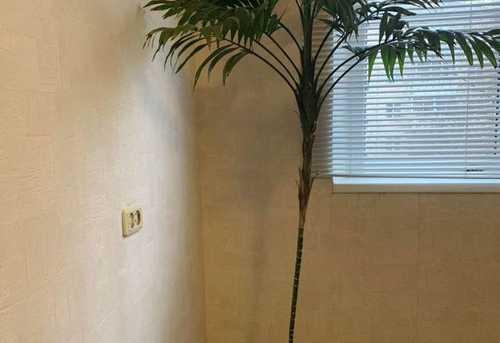 Комнатная пальма - хамедорея