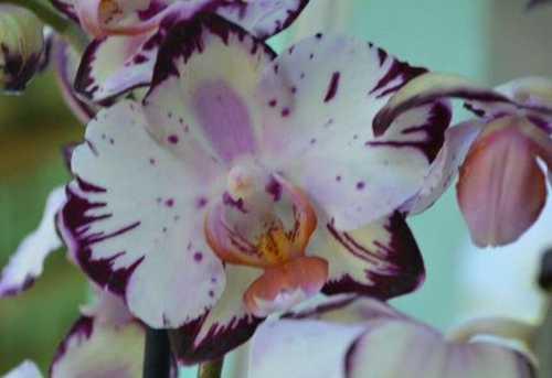 Орхидея Бернадетта