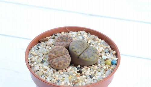 Lithops sp. (Литопс) (SCT28890)