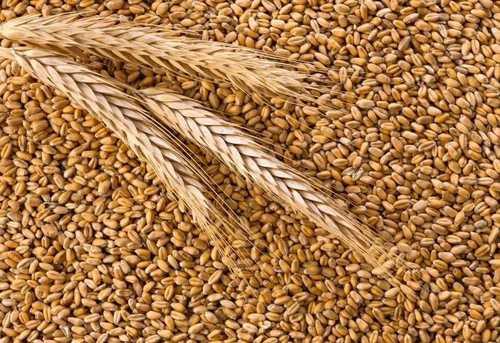 Пшеница яровая сорт «Юго-восточная 2