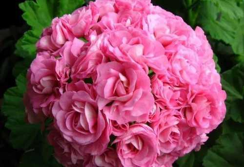 Пеларгония swanland pink/ australien pink rosebud