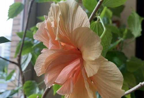 Гибискус китайская роза персикового цвета