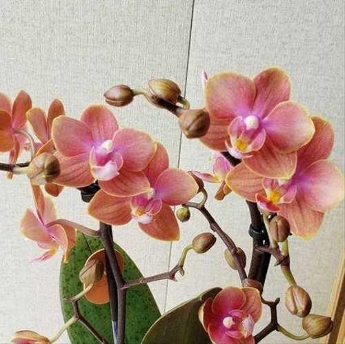 Орхидея Дасти бель