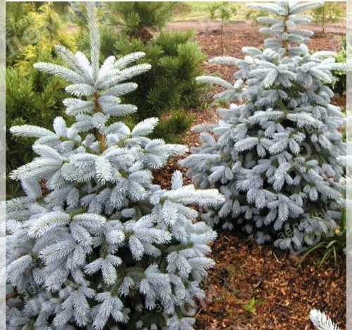 Ель колючая Эдит, Лаки Страйк