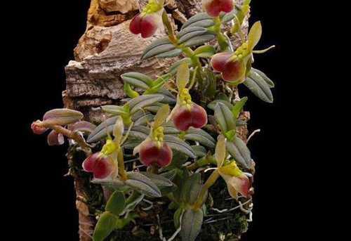 Орхидея дендробиум Epidendrum porpax